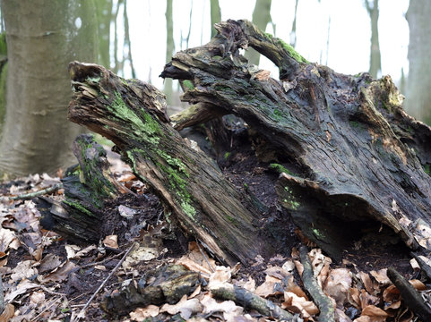 รูปภาพVerwesung – เลือกดูภาพถ่ายสต็อก เวกเตอร์ และวิดีโอ735 | Adobe Stock