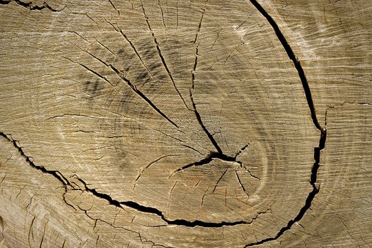 Knothole 이미지 – 찾아보기 1,542 스톡 사진, 벡터 및 비디오 | Adobe Stock