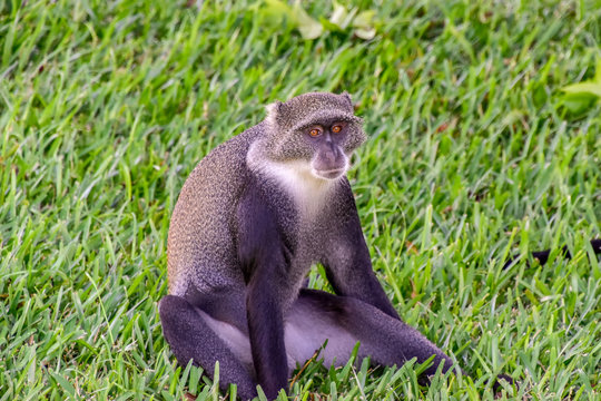 Affenbaby bilder – Bläddra bland 762 stockfoton, vektorer och videor ...