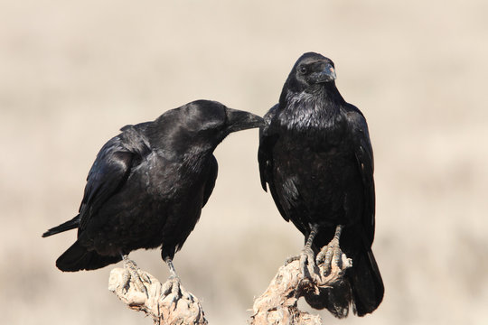 Corax Bilder – Durchsuchen 94,186 Archivfotos, Vektorgrafiken und ...
