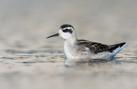 Natatorial Bilder – Durchsuchen 1,627 Archivfotos, Vektorgrafiken und ...