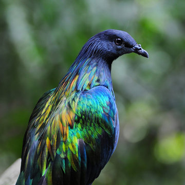 Nicobar Images – Browse 13 Stock Photos, Vectors, and Video | Adobe Stock