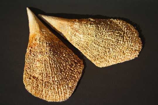 Pinna Images – Browse 286,032 Stock Photos, Vectors, and Video | Adobe ...