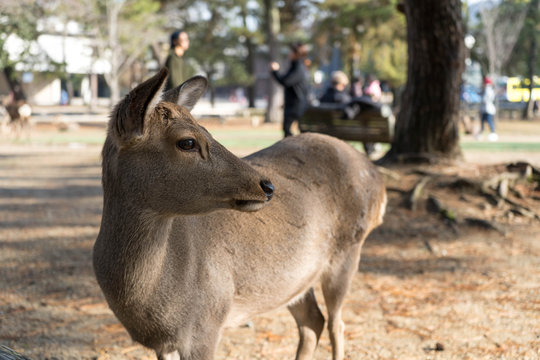 遠い Images – Browse 992 Stock Photos, Vectors, and Video | Adobe Stock