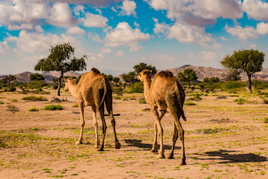 รูปภาพSteppa – เลือกดูภาพถ่ายสต็อก เวกเตอร์ และวิดีโอ437 | Adobe Stock