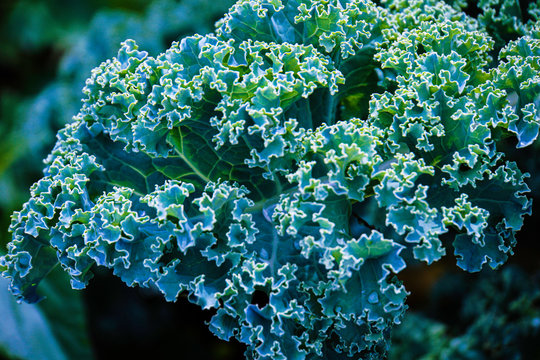 Colewort bilder – Bläddra bland 116,457 stockfoton, vektorer och videor ...