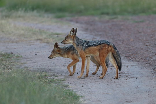 Jackals Images – Browse 21,491 Stock Photos, Vectors, and Video | Adobe ...