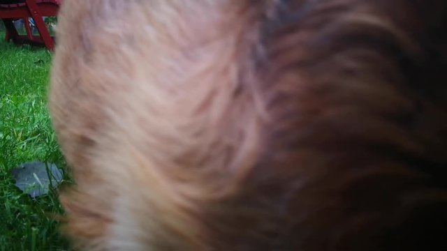 รูปภาพBadger-Dog – เลือกดูภาพถ่ายสต็อก เวกเตอร์ และวิดีโอ1,000 | Adobe ...