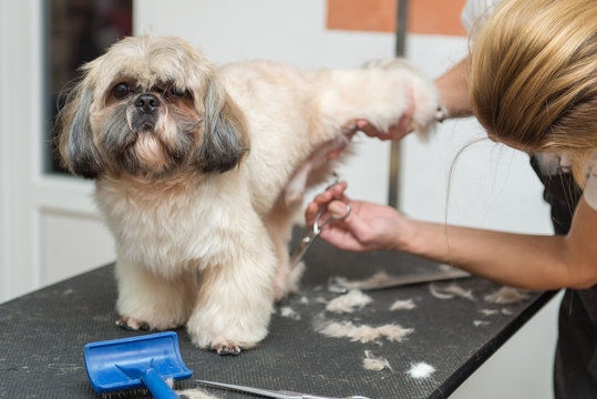 Hundefriseur Bilder – Durchsuchen 20,285 Archivfotos, Vektorgrafiken ...