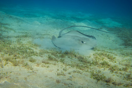 รูปภาพWhipray – เลือกดูภาพถ่ายสต็อก เวกเตอร์ และวิดีโอ29,332 | Adobe Stock