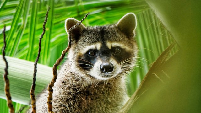 รูปภาพRacoon – เลือกดูภาพถ่ายสต็อก เวกเตอร์ และวิดีโอ147,758 | Adobe Stock