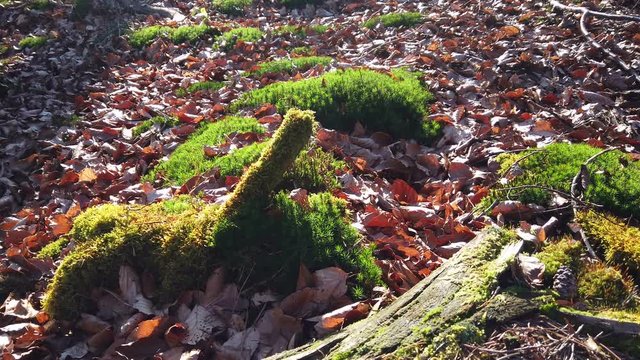 Humusschicht Bilder – Durchsuchen 61 Archivfotos, Vektorgrafiken und ...