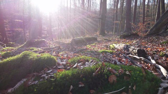 Humusschicht Bilder – Durchsuchen 61 Archivfotos, Vektorgrafiken und ...