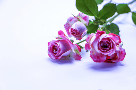 รูปภาพRoes-Flower – เลือกดูภาพถ่ายสต็อก เวกเตอร์ และวิดีโอ206 | Adobe Stock