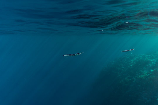 รูปภาพHoundfish – เลือกดูภาพถ่ายสต็อก เวกเตอร์ และวิดีโอ184 | Adobe Stock