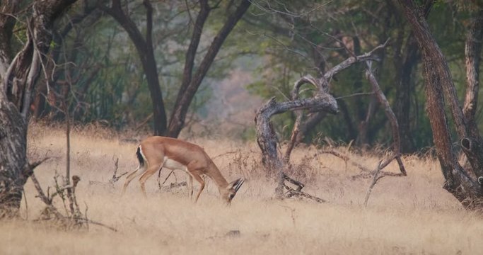 Chinkara Images – Browse 237 Stock Photos, Vectors, and Video | Adobe Stock
