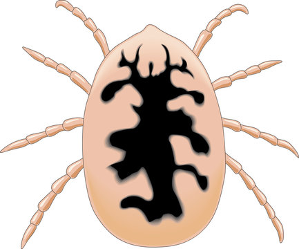 Lederzecke Bilder – Durchsuchen 848 Archivfotos, Vektorgrafiken und ...