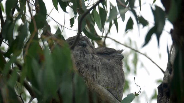 Mopoke Bilder – Durchsuchen 49 Archivfotos, Vektorgrafiken und Videos ...