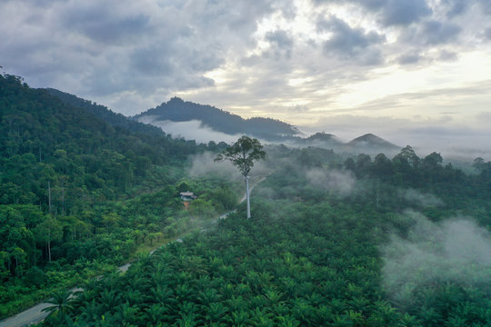 Tongod Images – Browse 35 Stock Photos, Vectors, and Video | Adobe Stock