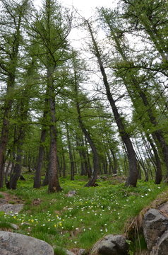 Imágenes de Pineta: descubre bancos de fotos, ilustraciones, vectores y ...