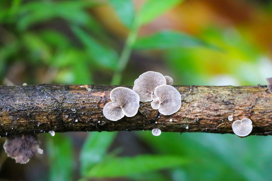 รูปภาพCrepidotus – เลือกดูภาพถ่ายสต็อก เวกเตอร์ และวิดีโอ109 | Adobe Stock