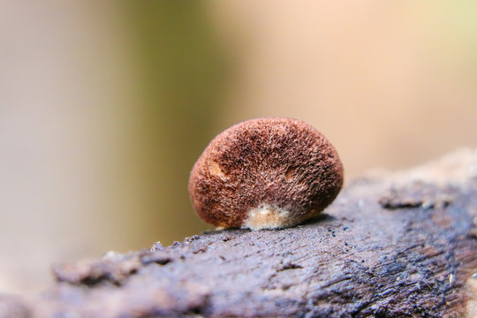 รูปภาพCrepidotus – เลือกดูภาพถ่ายสต็อก เวกเตอร์ และวิดีโอ109 | Adobe Stock