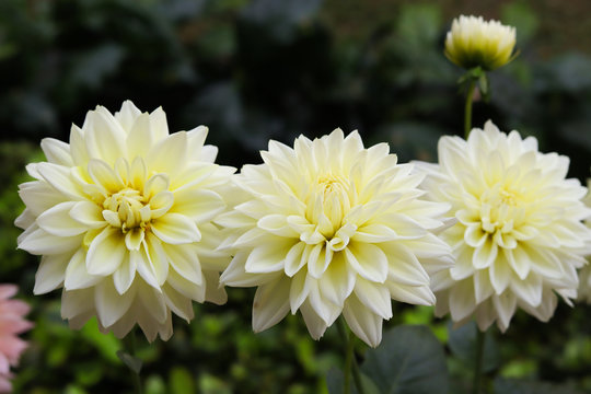 Beautifulness 画像 - 参照 396 Stock 写真、ベクターおよびビデオ | Adobe Stock