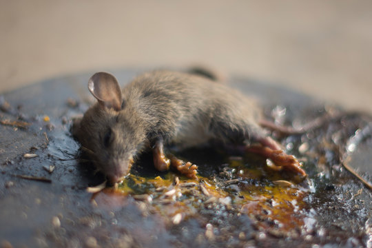 "Dead Mouse" Images – Browse 1,060 Stock Photos, Vectors, and Video ...