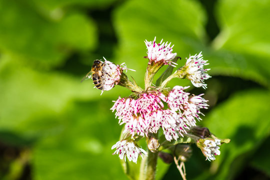 Corbiculae bilder – Bläddra bland 922 stockfoton, vektorer och videor ...
