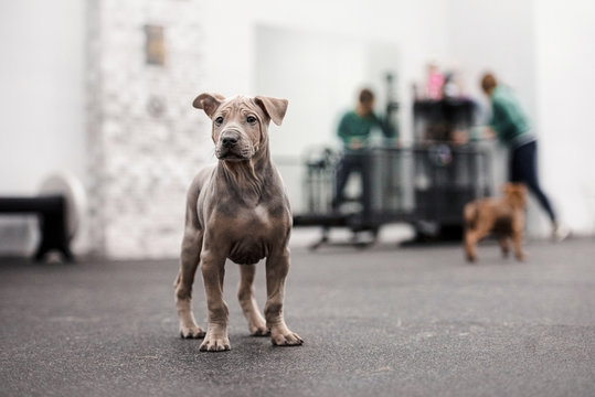 Thai Ridgeback Pitbull Mix