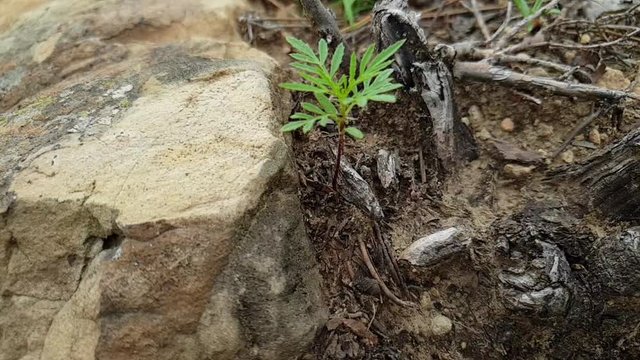 Chloroform Video Footage – Browse 91 HD Stock Video and Footage | Adobe ...