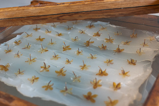 Enfleurage Images – Browse 23 Stock Photos, Vectors, and Video | Adobe ...