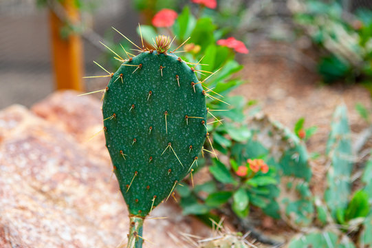 Imágenes de Cladophyll: descubre bancos de fotos, ilustraciones ...