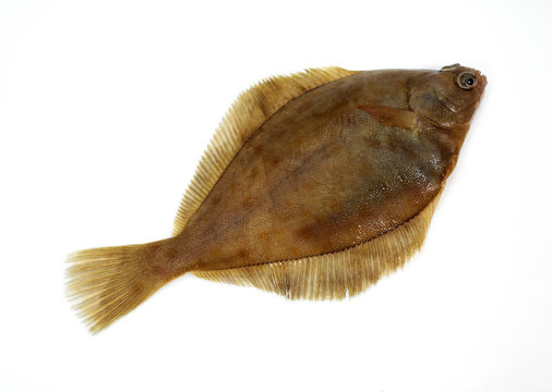 Plattfisch Bilder – Durchsuchen 9,672 Archivfotos, Vektorgrafiken und ...