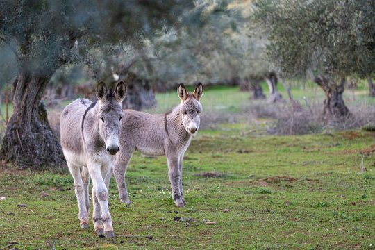 「Asnos」の画像 - 184 件の Stock 写真、ベクターおよびビデオ | Adobe Stock