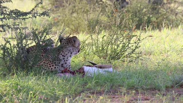 Jagluiperd bilder – Bläddra bland 68 stockfoton, vektorer och videor ...