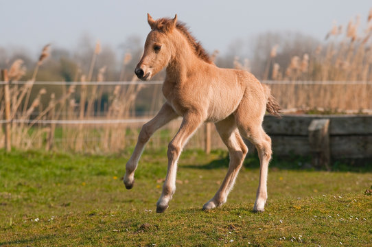 รูปภาพCapriole – เลือกดูภาพถ่ายสต็อก เวกเตอร์ และวิดีโอ643 | Adobe Stock