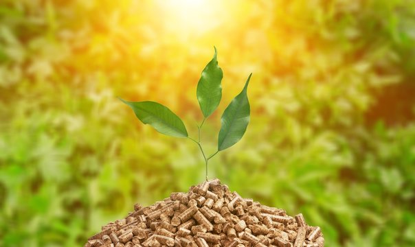 Biomass Images – Browse 40,639 Stock Photos, Vectors, and Video | Adobe ...