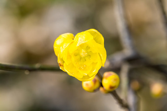 Wintersweet Billeder – Gennemse 4,333 stockfotos, vektorer og videoer ...