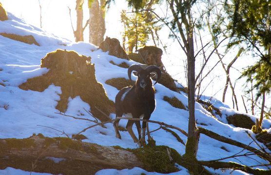 「Rammen」の画像 - 2,060 件の Stock 写真、ベクターおよびビデオ | Adobe Stock