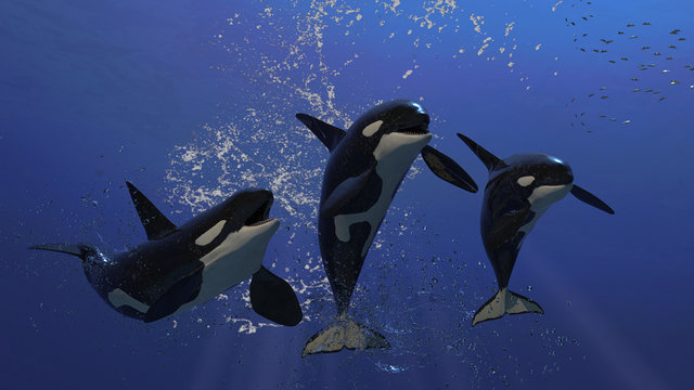 Killerwal Bilder – Durchsuchen 27,032 Archivfotos, Vektorgrafiken und ...