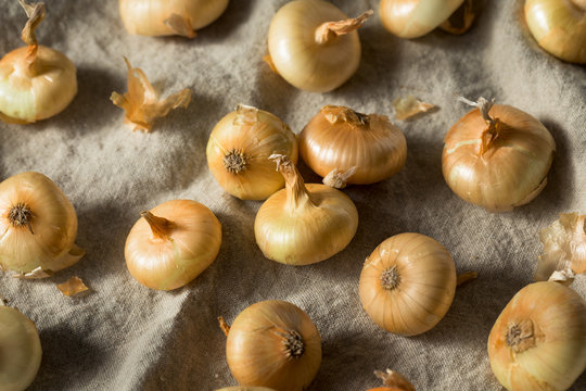 รูปภาพCipollini – เลือกดูภาพถ่ายสต็อก เวกเตอร์ และวิดีโอ164 | Adobe Stock