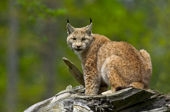 「Iynx」の写真素材 | 47件の無料イラスト画像 | Adobe Stock