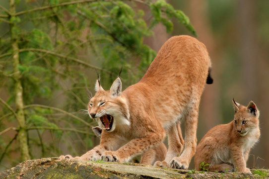 「Iynx」の写真素材 | 47件の無料イラスト画像 | Adobe Stock