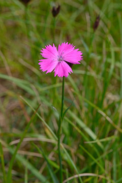 Anjer Images – Browse 40 Stock Photos, Vectors, and Video | Adobe Stock