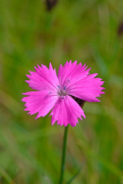 Anjer Images – Browse 40 Stock Photos, Vectors, and Video | Adobe Stock