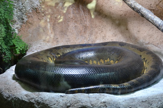 Eingerollt Images – Browse 987 Stock Photos, Vectors, and Video | Adobe ...