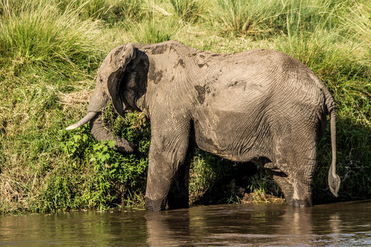 Pachiderma Images – Parcourir 820 le catalogue de photos, vecteurs et ...
