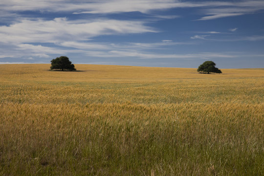 รูปภาพSembradio – เลือกดูภาพถ่ายสต็อก เวกเตอร์ และวิดีโอ169 | Adobe Stock