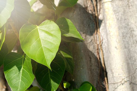 รูปภาพBothi – เลือกดูภาพถ่ายสต็อก เวกเตอร์ และวิดีโอ214 | Adobe Stock